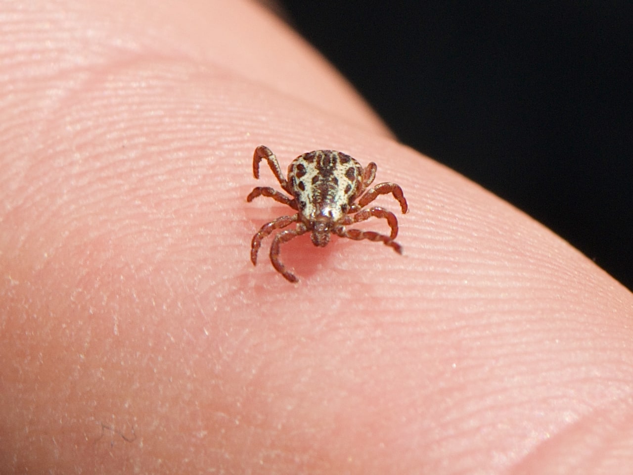 May is Peak Tick Season and Lyme Disease Awareness Month | Santa Cruz