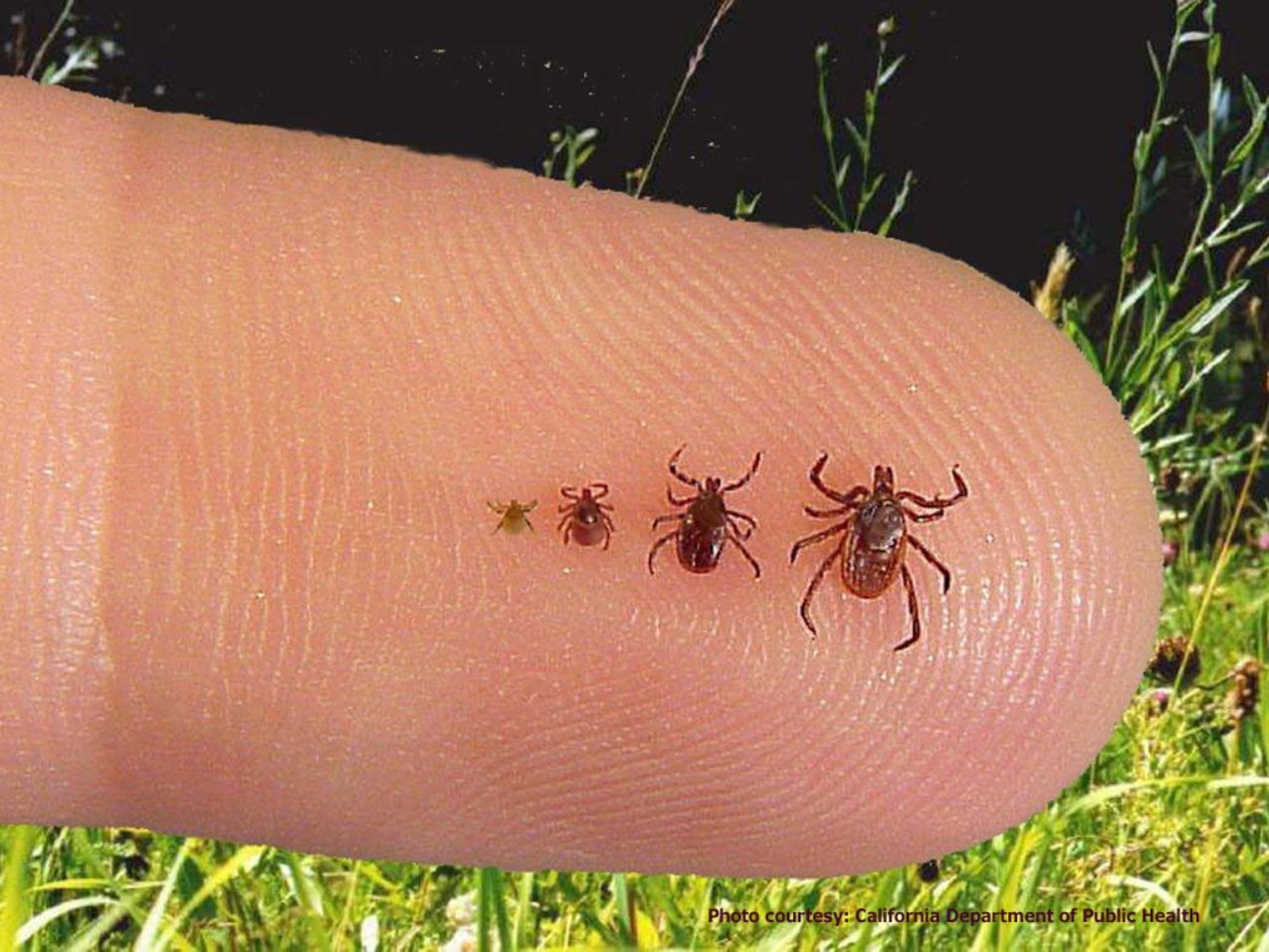 May is Peak Tick Season and Lyme Disease Awareness Month | Santa Cruz