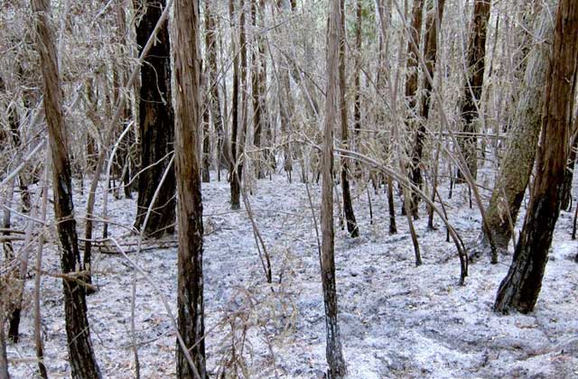 Pfeiffer Ridge Fire Journal | Santa Cruz