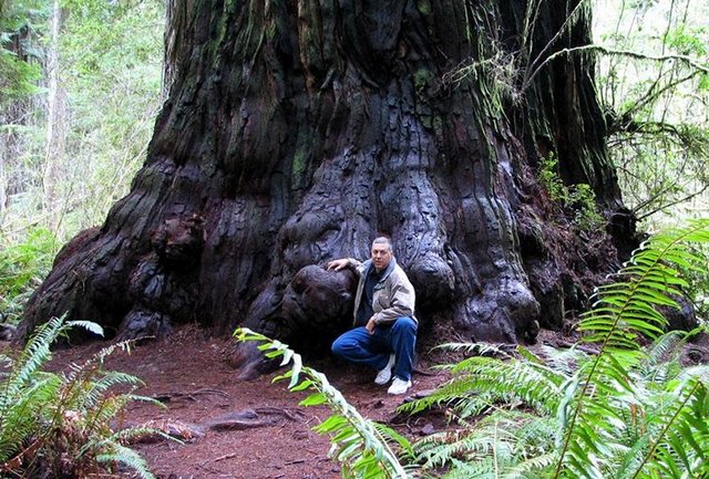 Ten Amazing Facts About Redwoods | Santa Cruz