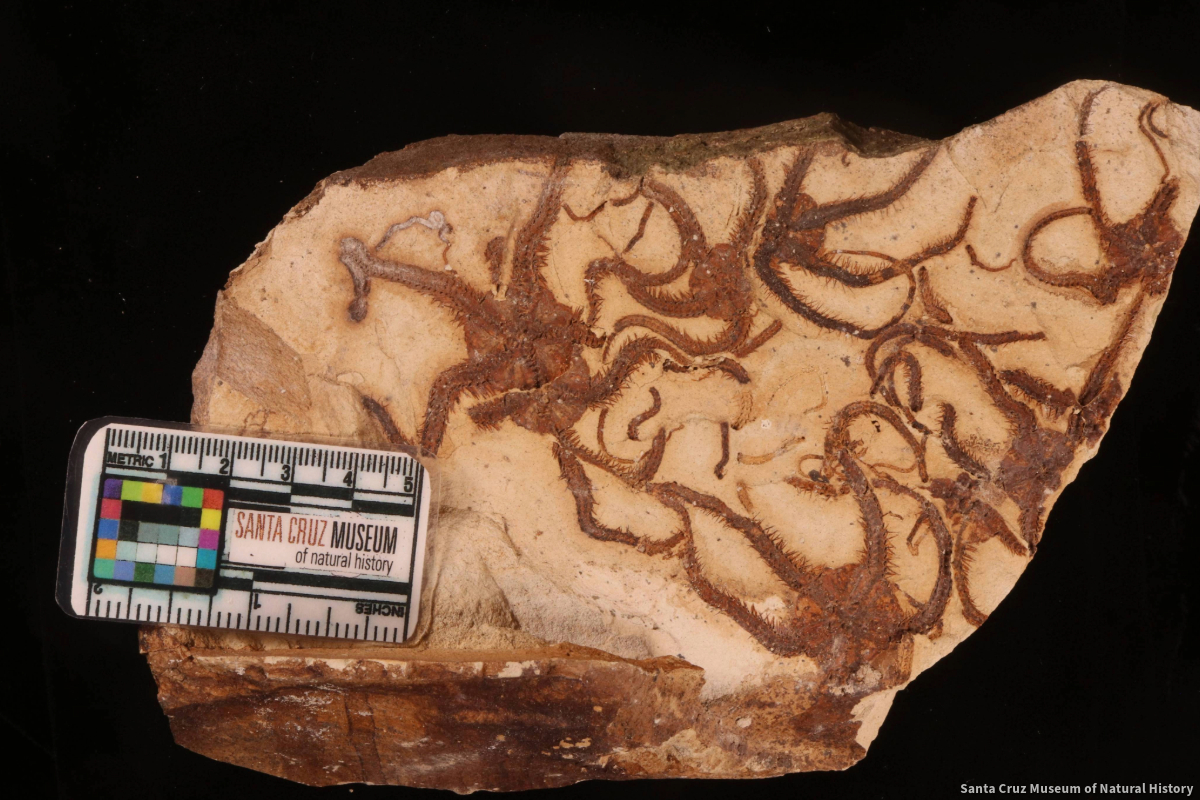 Rare Santa Cruz Brittle Star Fossils Shine New Light on Local ...