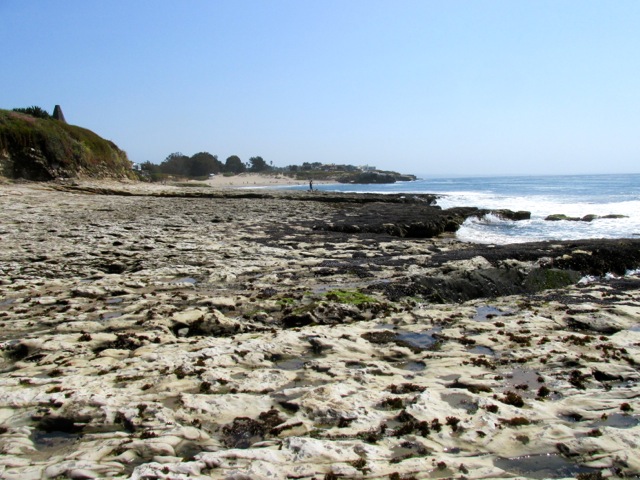 10 Tips for Happy Tidepooling | Santa Cruz