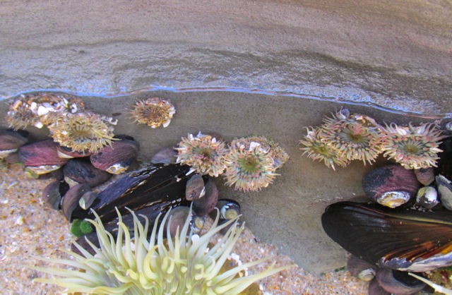 10 Tips for Happy Tidepooling | Santa Cruz