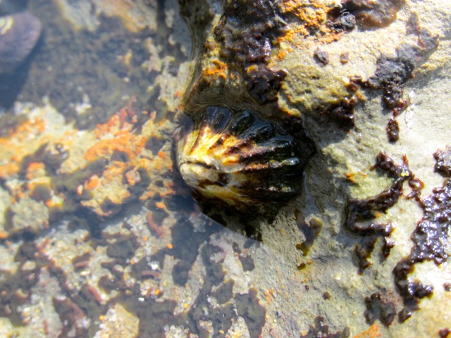 10 Tips for Happy Tidepooling | Santa Cruz