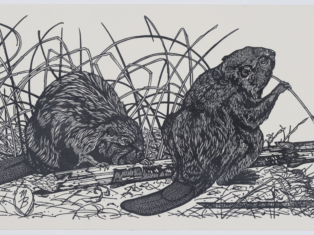 The Art of Scientific Illustration | Santa Cruz