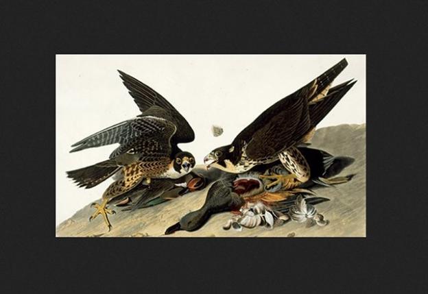 Peregrine Falcon | Santa Cruz