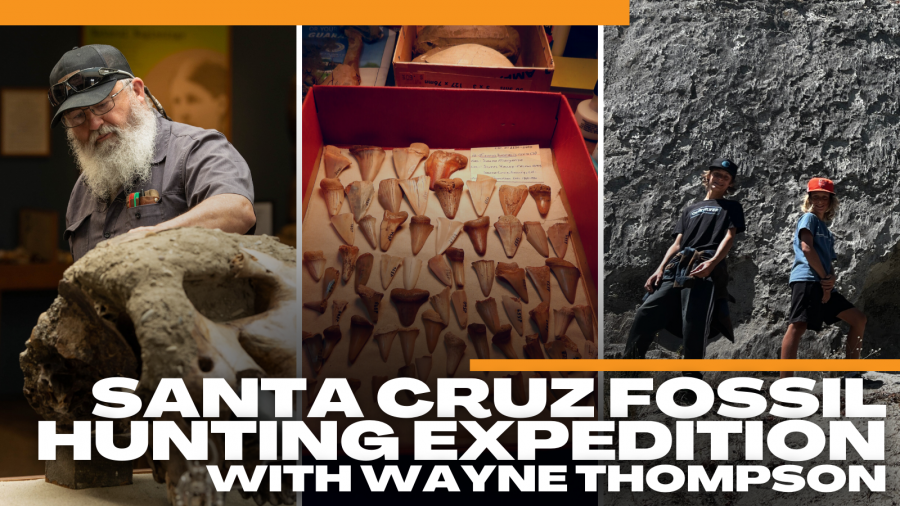 Santa Cruz Fossil-Hunting Expedition: An Adventure Through Time | Santa ...