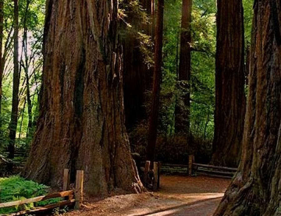 Become a State Parks Docent | Santa Cruz