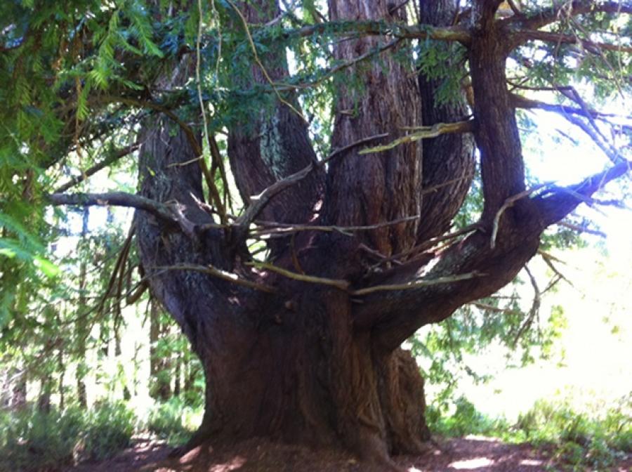 Hike to The Candelabra Tree | Santa Cruz